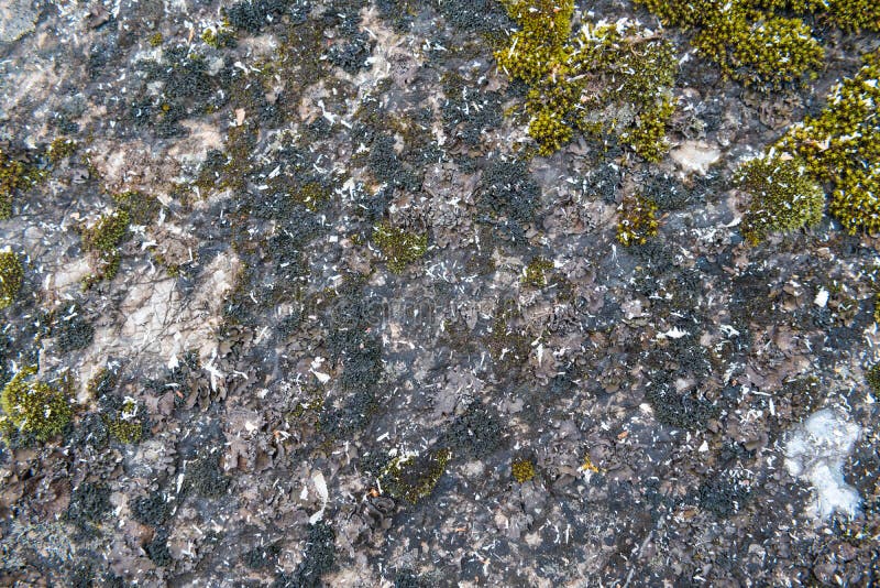 Green Moss Grows on Stones. Wild Nature. Moss on the Stones Close-up ...