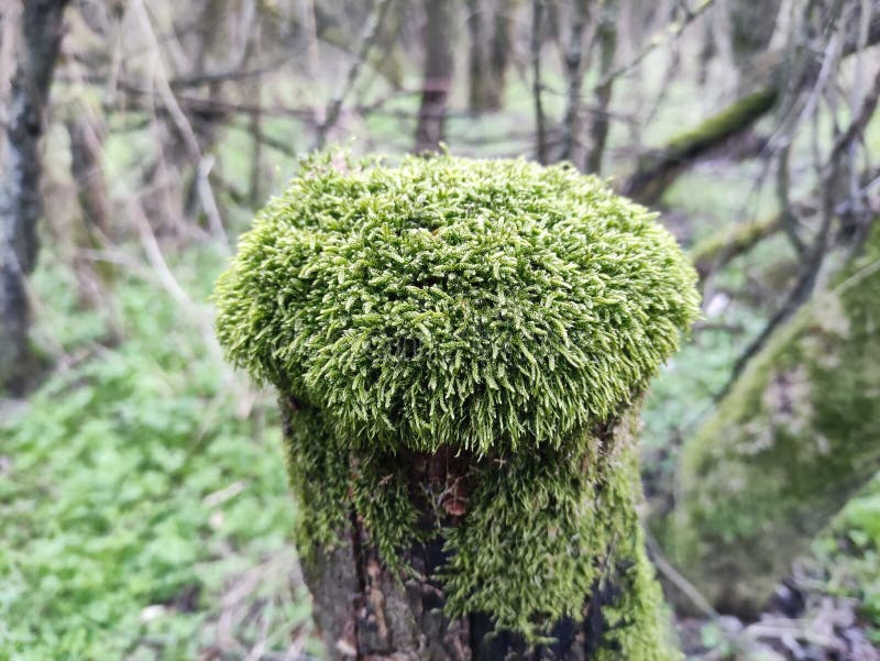 Green Moss Grows on Tree Trunk in Forest, Moss on Trunk Stock Image ...