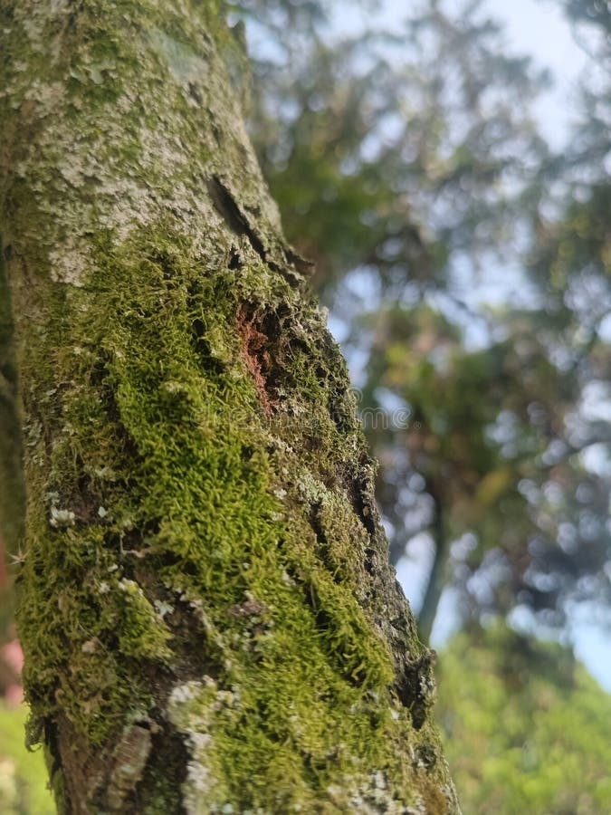 Green Moss Grows on Tree Tunk Stock Photo - Image of soil, wildlife ...
