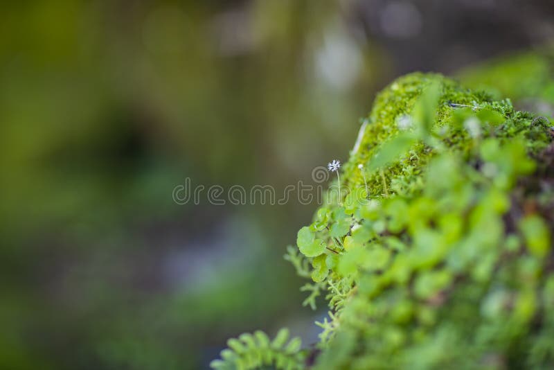 Green Moss Growth. Surface of Moss Texture, Green Moss Background Stock ...