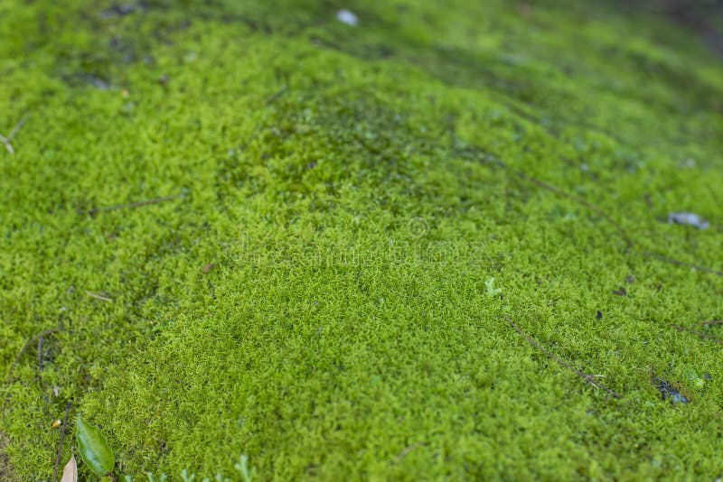 Green Moss Growth. Surface of Moss Texture, Green Moss Background Stock ...