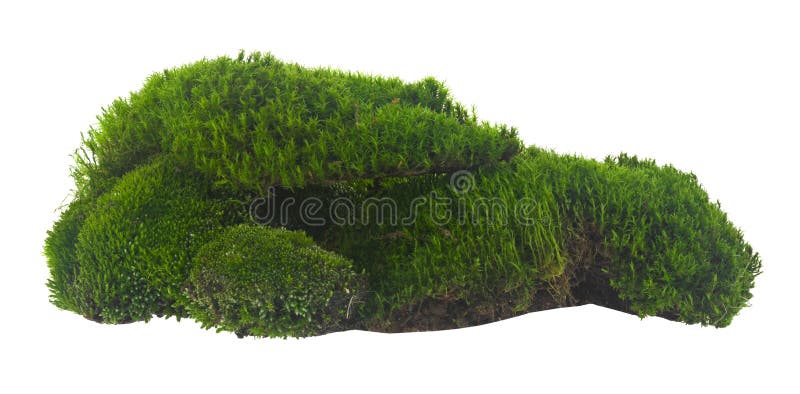 Moss Isolated on White Background Stock Photo - Image of single ...
