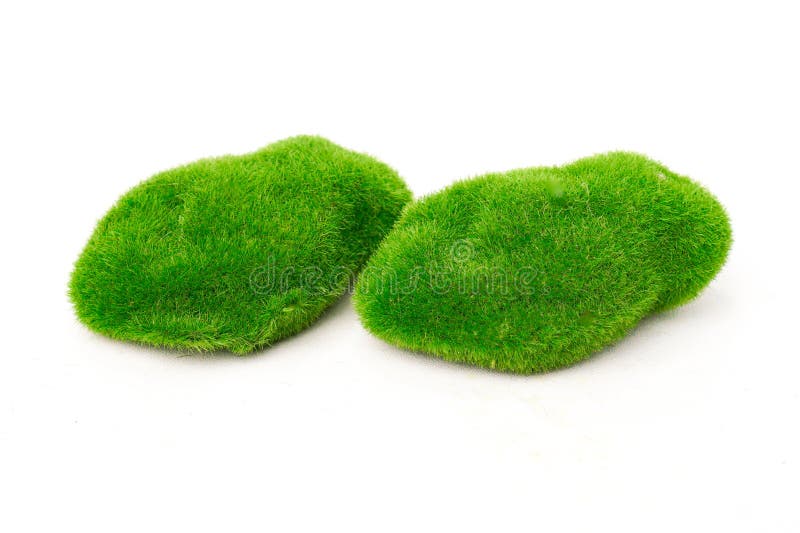 Green Moss Isolated on White Background Stock Photo - Image of packed ...