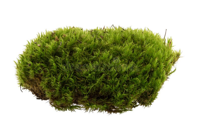Green Moss Isolated on White Background Closeup Stock Image - Image of ...