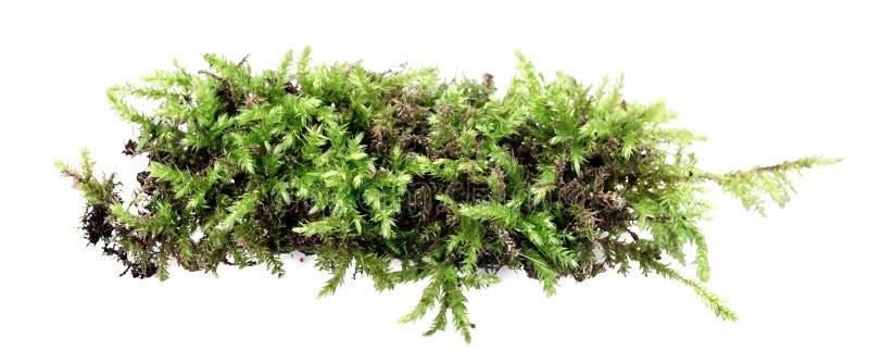 Moss isolated stock photo. Image of mossy, isolated - 118864500