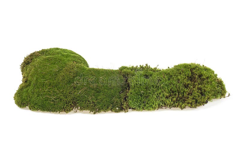 Green Moss Isolated on White Background. Two Different Types of Green ...