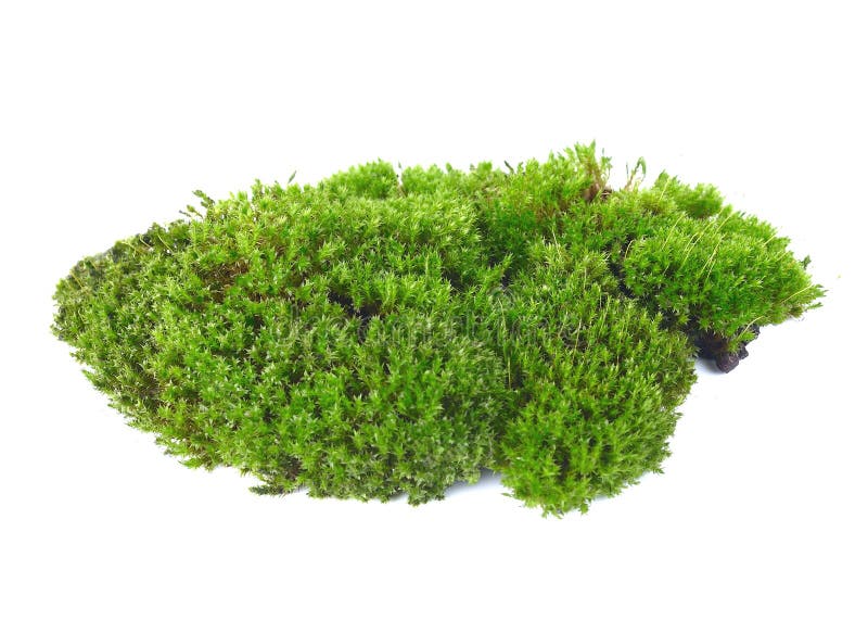 Green Moss Isolated on White Bakground Stock Photo - Image of floral ...