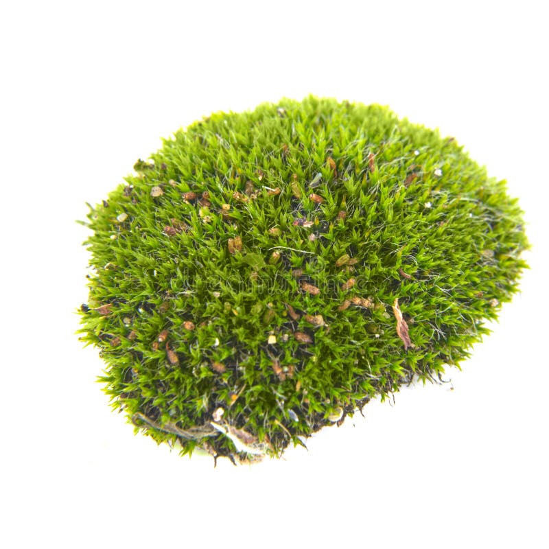Green Moss stock image. Image of grass, detail, humid - 15805795