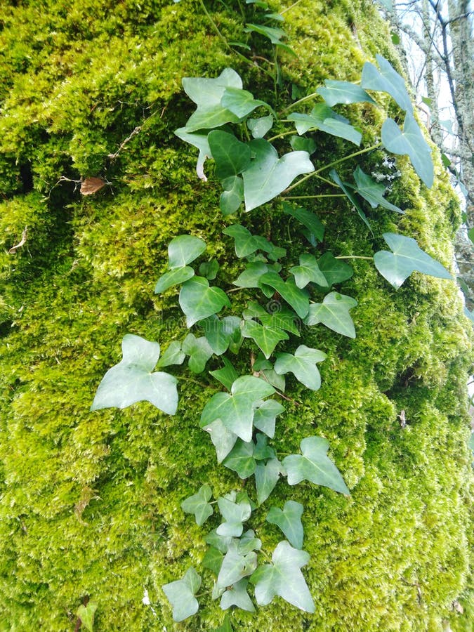 Green Moss Ivy Tree Vines Covered Stock Image - Image of botany ...