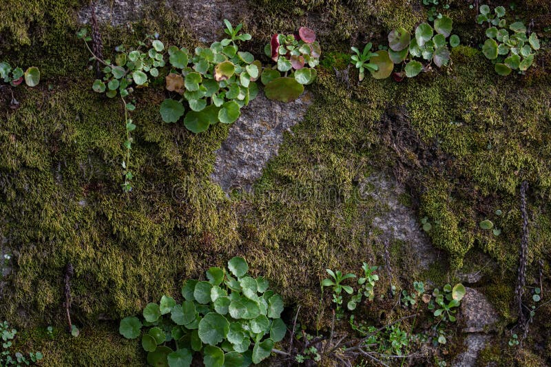 Green Moss Landscape on an Exterior Wall Stock Image - Image of urbano ...