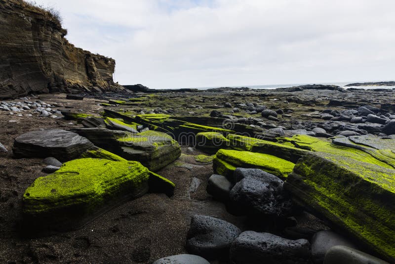 Green moss on lava rocks stock image. Image of green - 72932947
