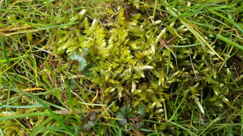 Green moss on the lawn stock image. Image of grass, rock - 145103959