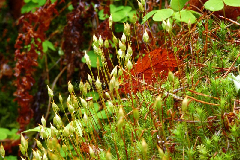 Green Moss and Leaves Close-up in the Forest in Rainy Day. Stock Image ...