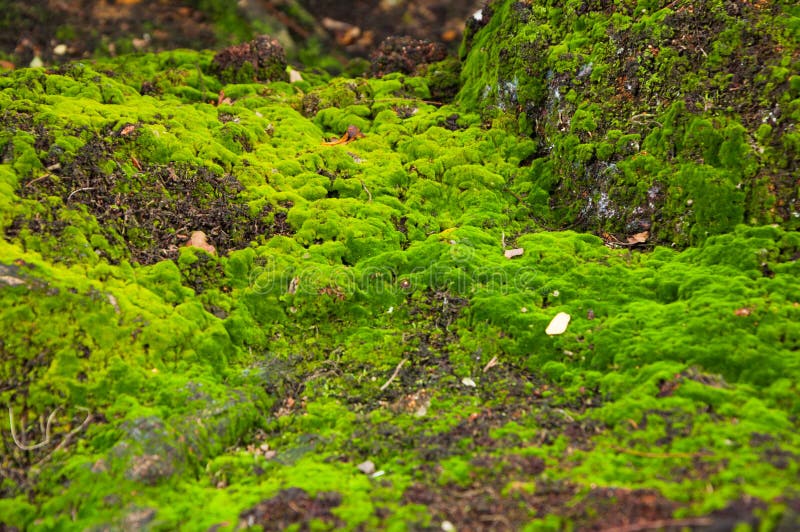 Green moss on lush ground stock image. Image of plant - 73196593