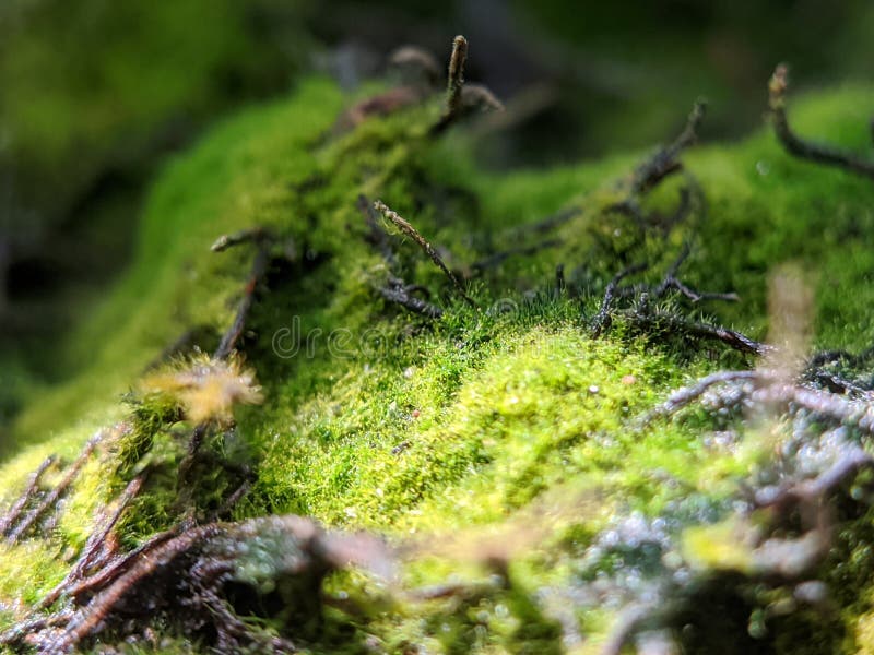 Green moss in macro stock photo. Image of food, moss - 272149206