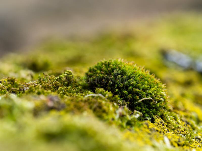 Green Moss - Macro Background Stock Image - Image of plant, lichen ...