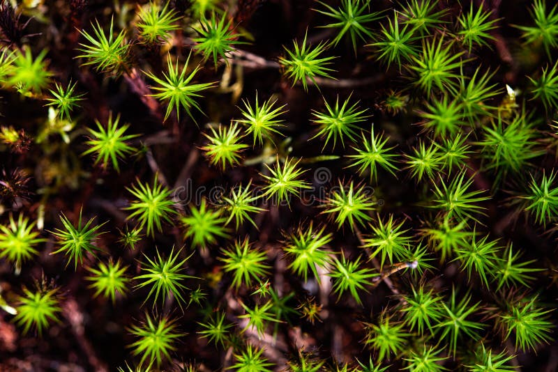 Green Moss Macro Close Up Pattern Wallpaper Structure Herb Stock Photo ...