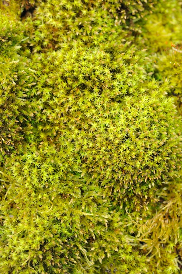 Moss Macro stock photo. Image of botanical, plant, closeup - 1264008