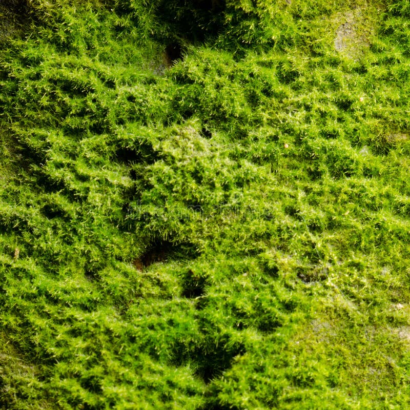 Seamless Texture - Marsh Moss Stock Image - Image of northern, green ...