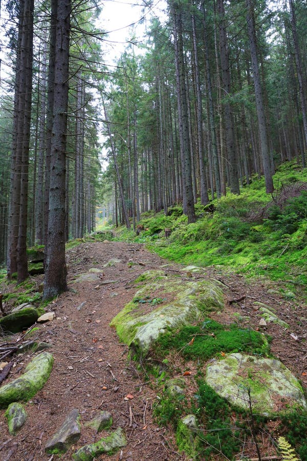 Green Moss on Mountain Pathway Stock Photo - Image of outdoor, mountain ...