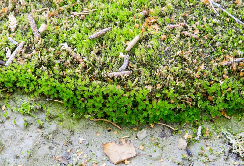 Green moss on the nature stock photo. Image of common - 101919148