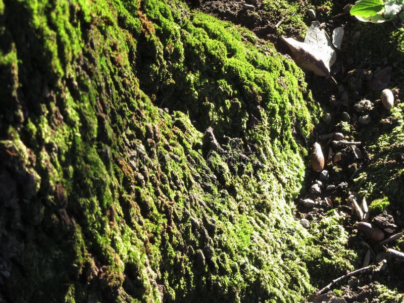 Green Moss in Nature . Detail of Moss Covered Trunk Stock Image - Image ...