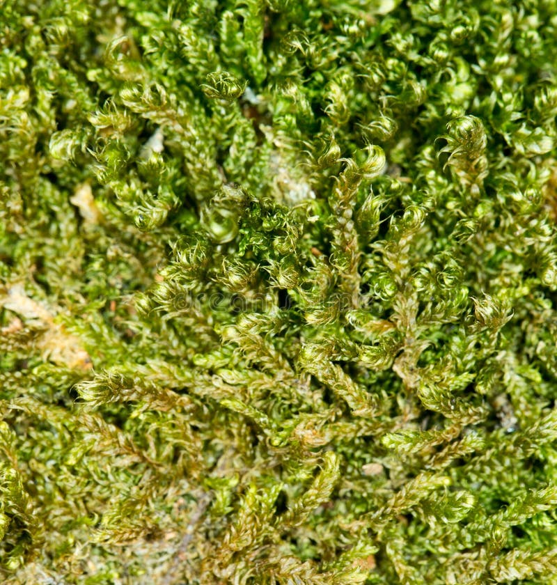 Green moss on the nature stock photo. Image of hair - 101452546