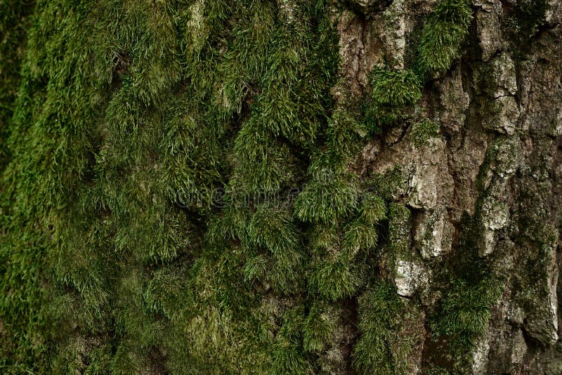 Green Moss At The Northern Bottom Of Tree Stem In Forest Woods Park ...