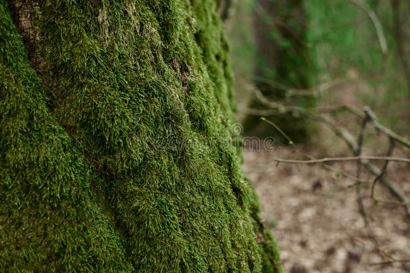 Green Moss At The Northern Bottom Of Tree Stem In Forest Woods Park ...