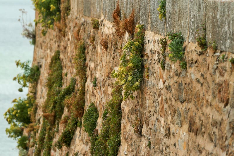 Green Moss on an Old Rustic Pier Stock Photo - Image of texture, rough ...