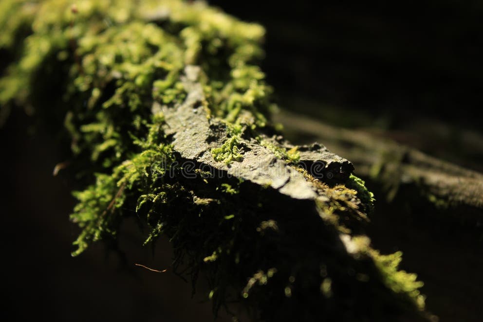 Green moss on the old tree stock photo. Image of natural - 181067506
