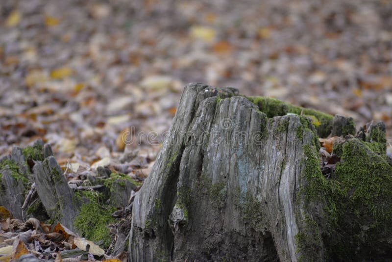 Green moss on an old tree stock image. Image of mountain - 162497495