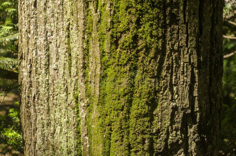 Green Moss on Old Tree Bark in the Forest Light Stock Image - Image of ...