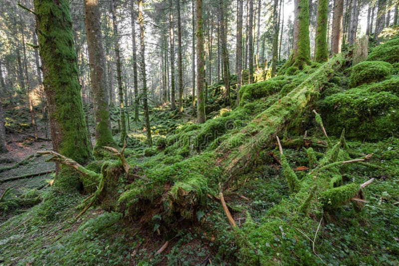 Green Moss Over an Old Pine Tree Inside the Forest Stock Image - Image ...