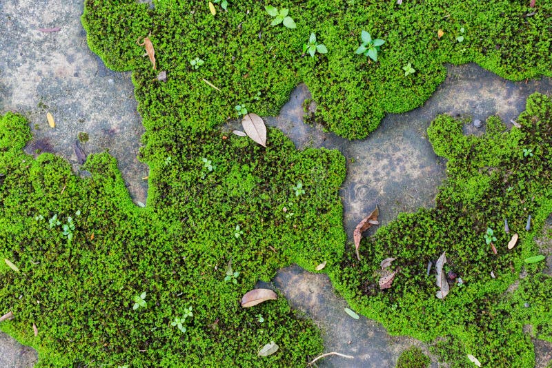 Green Moss Over the Rock in a Deep Forest. Stock Photo - Image of stone ...