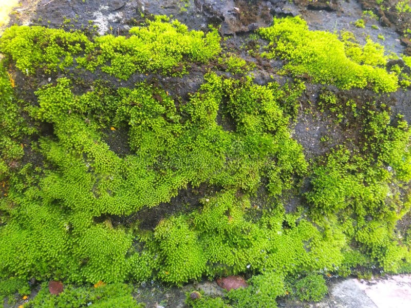 Green Moss on the Parking Lot Wall Stock Photo - Image of herb, earth ...