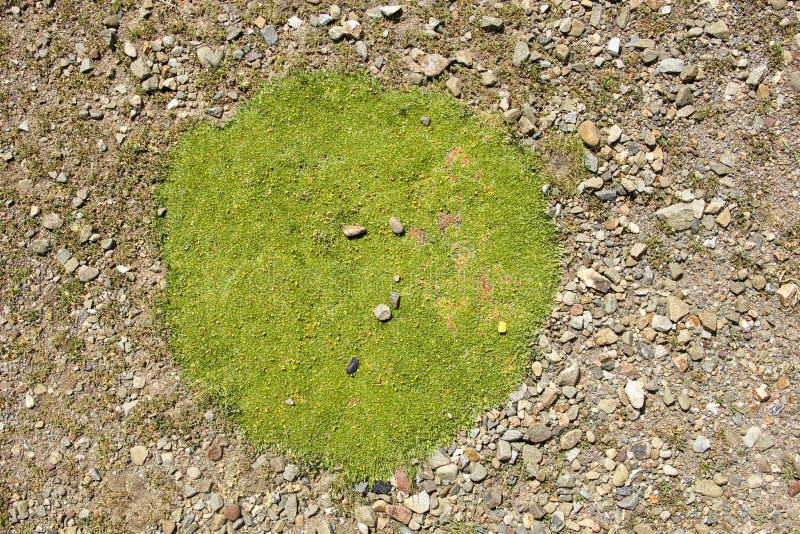 Green Moss Patch stock image. Image of patch, green, small - 66912365
