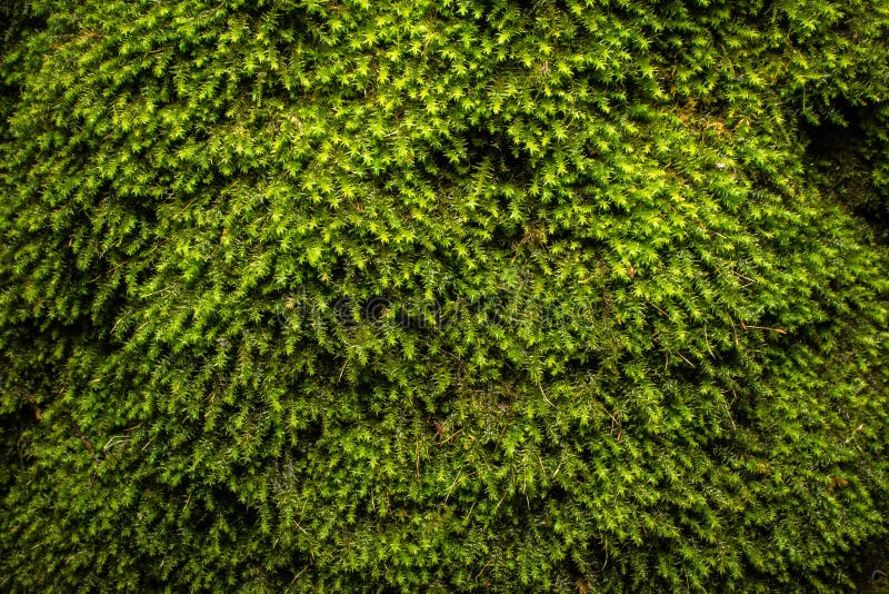 Green Moss Pattern, Texture, Background. Closeup, Macro Stock Photo ...