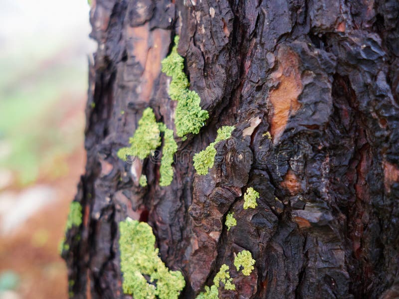 Green moss on a pine tree stock photo. Image of ecology - 174094750