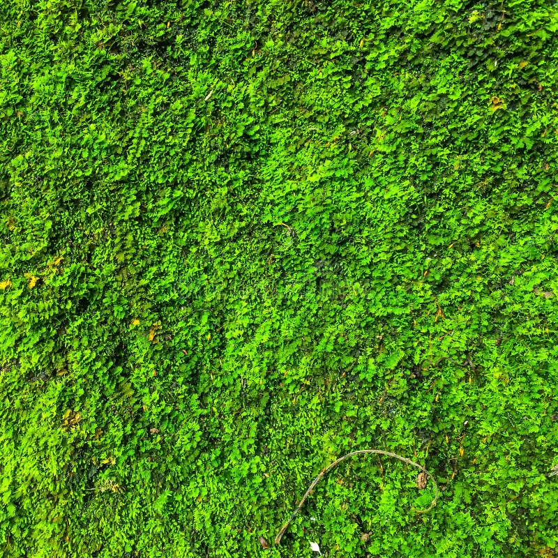 Green Moss Plant Background. Stock Image - Image of abstract, backdrop ...