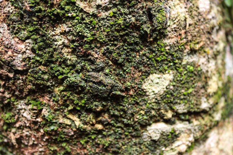 Green Moss Plant Growing on Mossy Tree Bark. Stock Photo - Image of ...