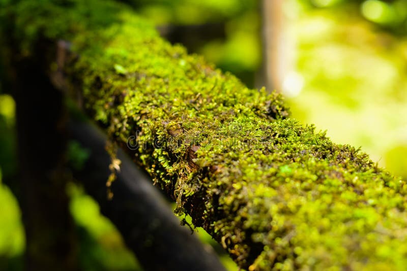 Green Moss Plant on the Wooden Pathway Handrail with Sunlight Stock ...
