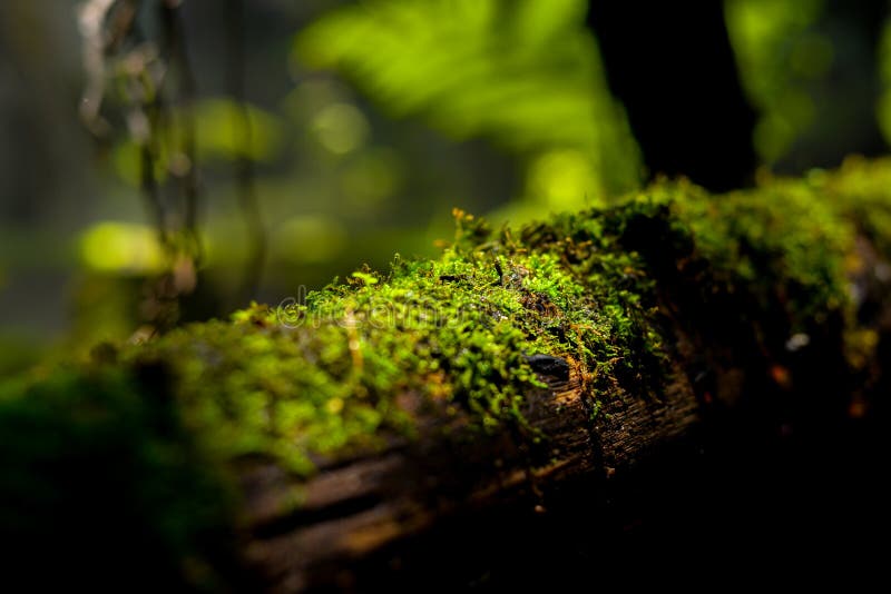 Green Moss Plant on the Wooden Pathway Handrail with Sunlight Stock ...