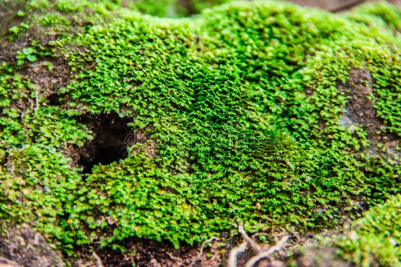Green Moss Plants on Ground Stock Photo - Image of closeup, nature ...