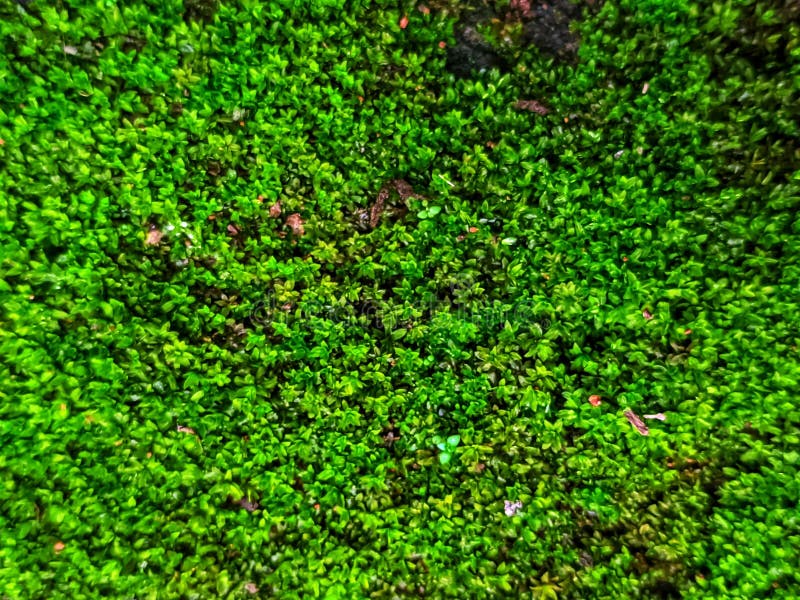 Green Moss Plants Thrive in the Yard Stock Photo - Image of thrive ...