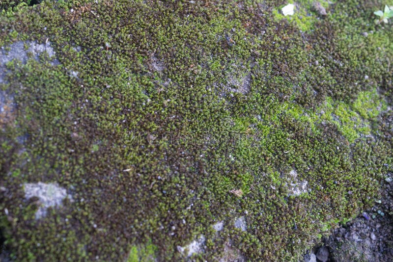 Green Moss Plastering the Fallen Tree Log Stock Photo - Image of mossy ...