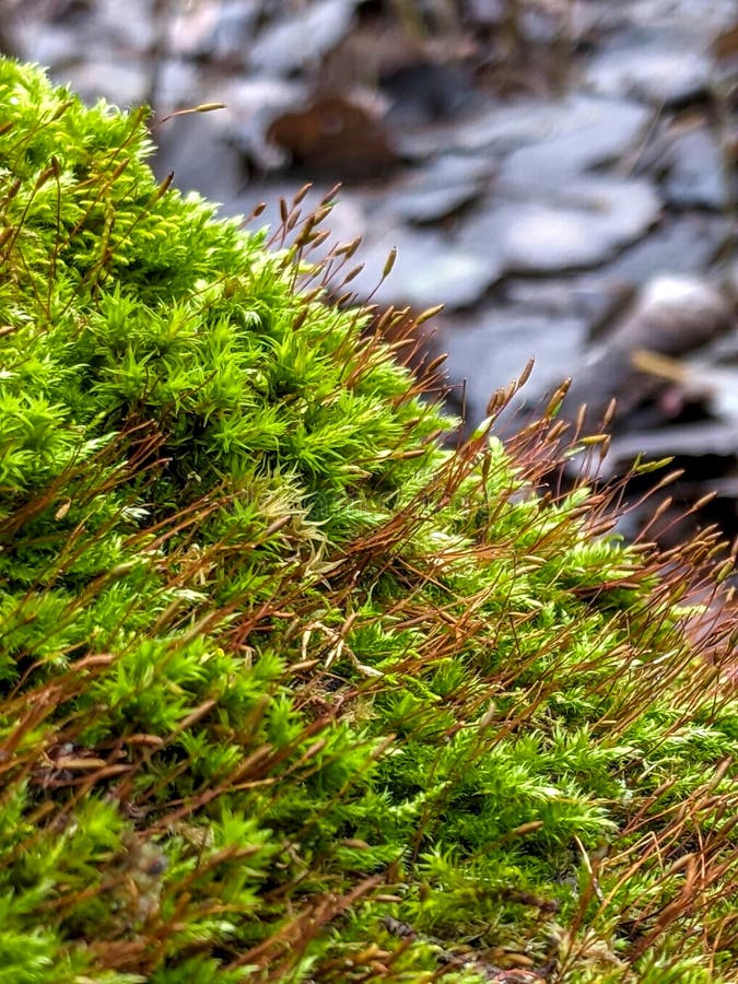 Green Moss Plastering the Fallen Tree Log. Stock Photo - Image of park ...
