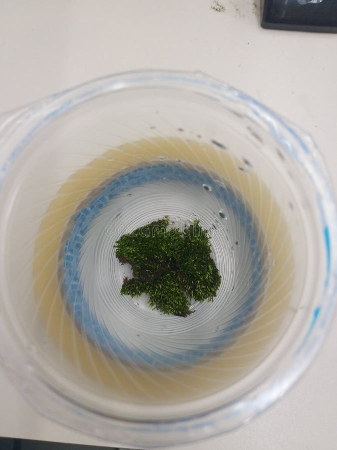 Green Moss in a Plastic Cup Stock Photo - Image of blue, plastic: 272196988