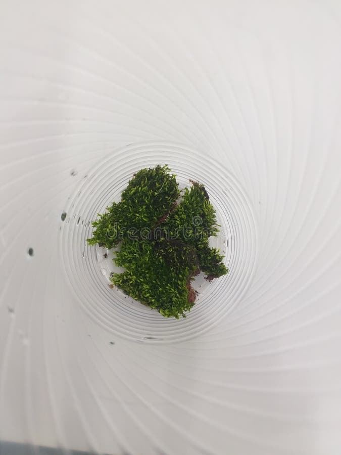 Green Moss in a Plastic Cup Stock Photo - Image of earth, moss: 272196906