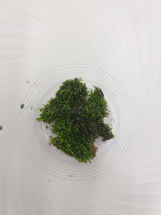 Green Moss in a Plastic Cup Stock Image - Image of grass, pure: 272196975